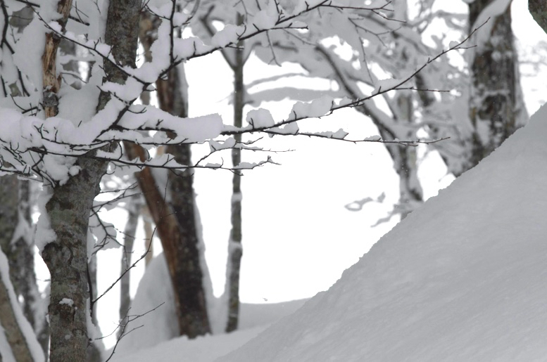 Just started snowing again! | Powderlife