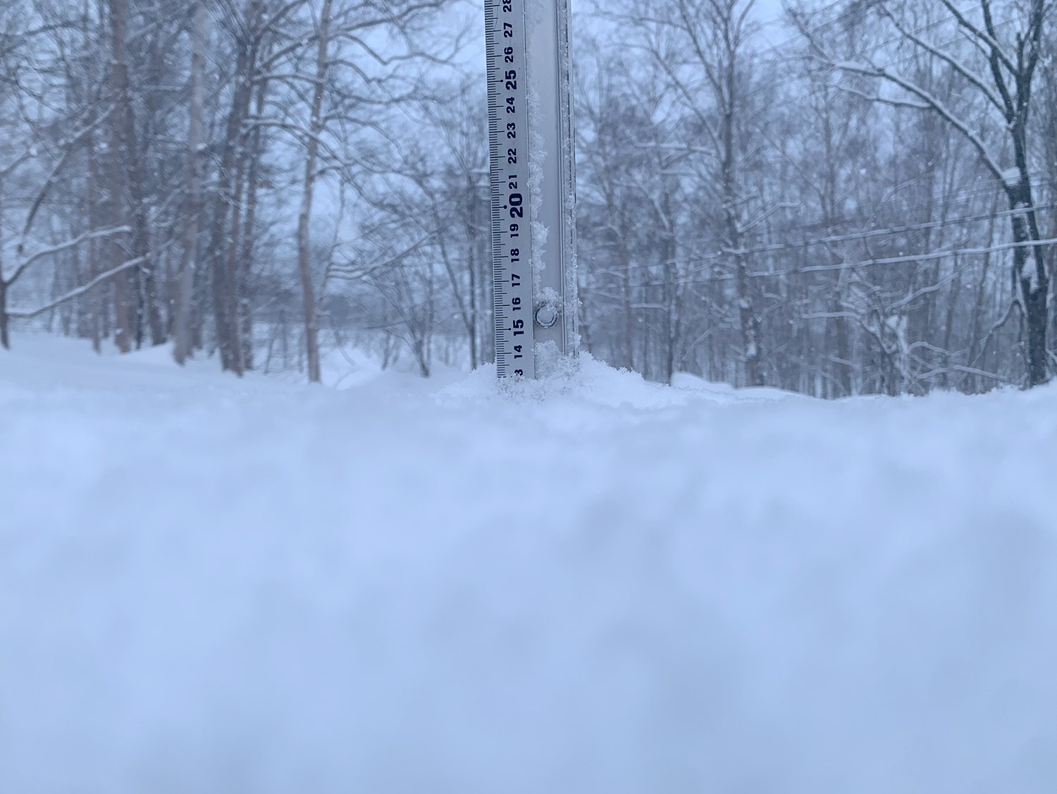 15cm | Sensational Snowy Days - Powderlife