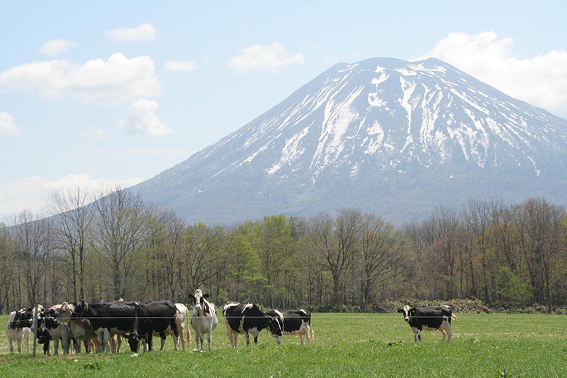 A Dairy Farm Grows Cotton In Niseko - Powderlife