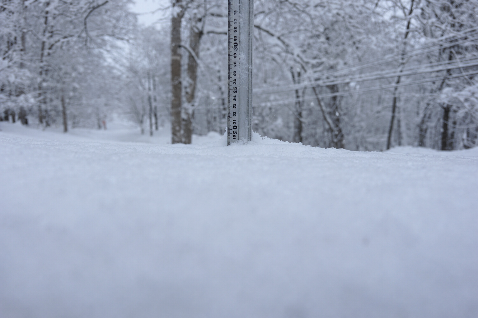 19cm | A Calm Morning - Powderlife